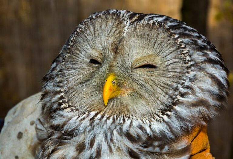 Sugóparti Hírek - Áramütést szenvedett egy uráli bagoly Baján